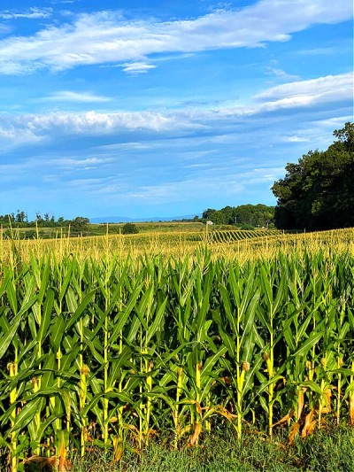 Summer Corn Salad - The Seasoned Mom