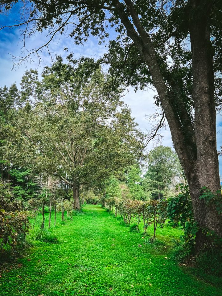 How to Make Grape Juice (the Easiest Canning Recipe)