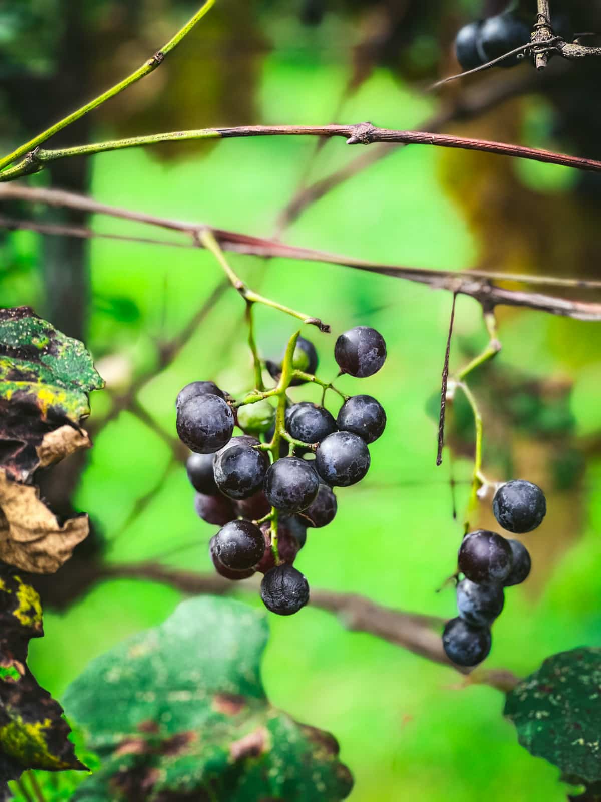How to Make Grape Juice (the Easiest Canning Recipe)